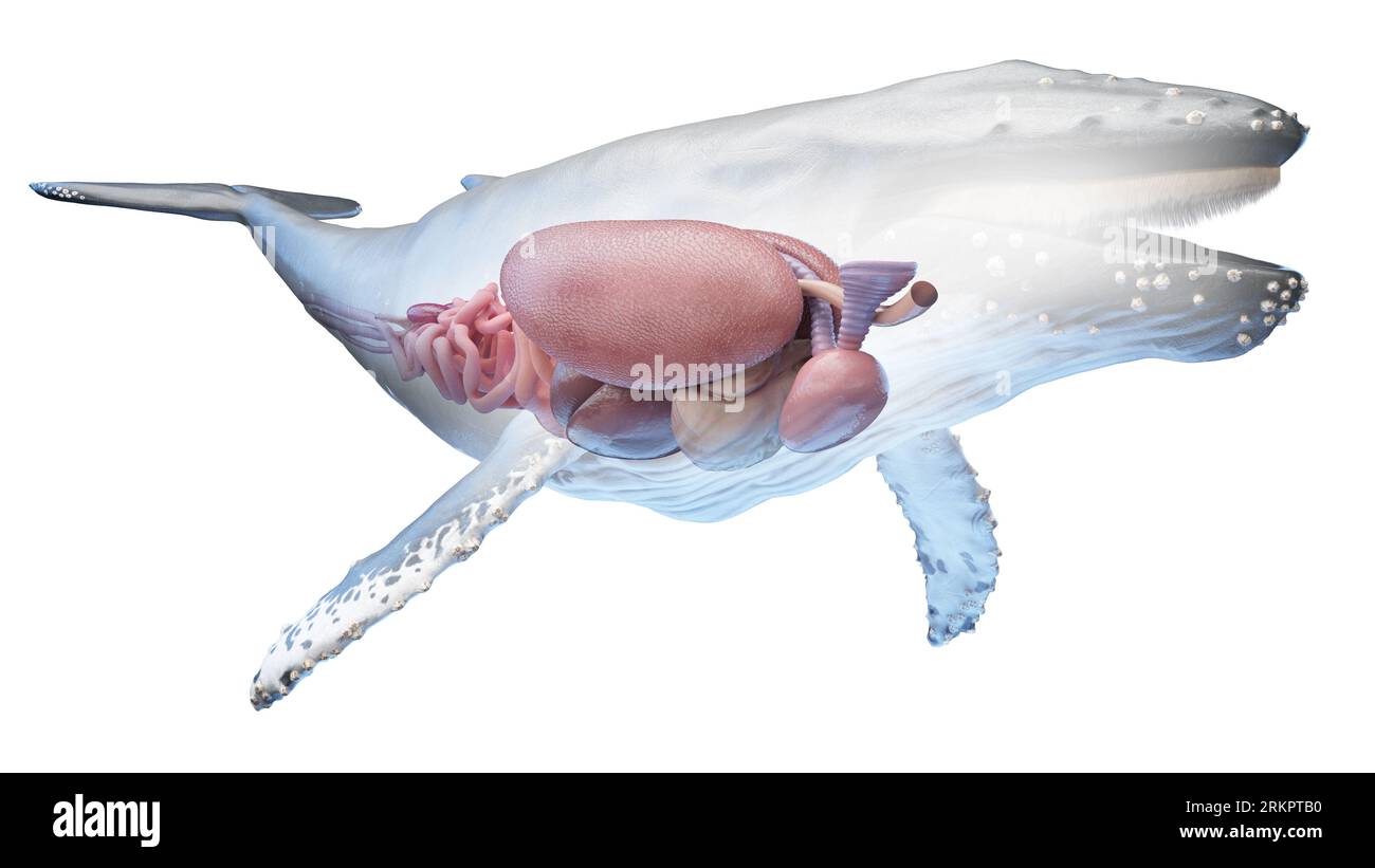 Whale anatomy, illustration Stock Photo - Alamy