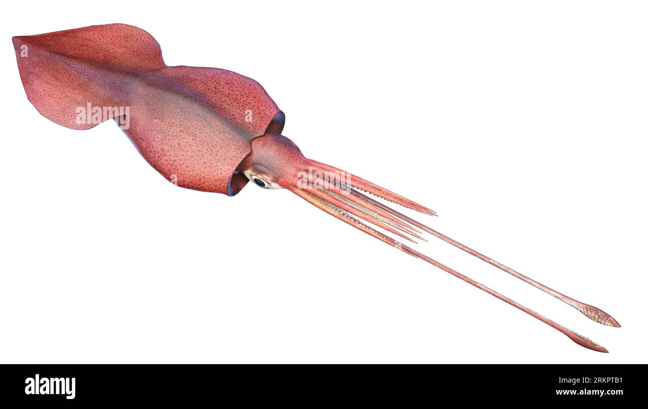 Colossal squid, illustration Stock Photo - Alamy