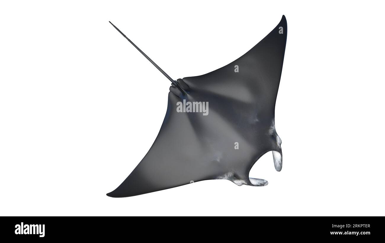Manta ray and background Cut Out Stock Images & Pictures - Alamy