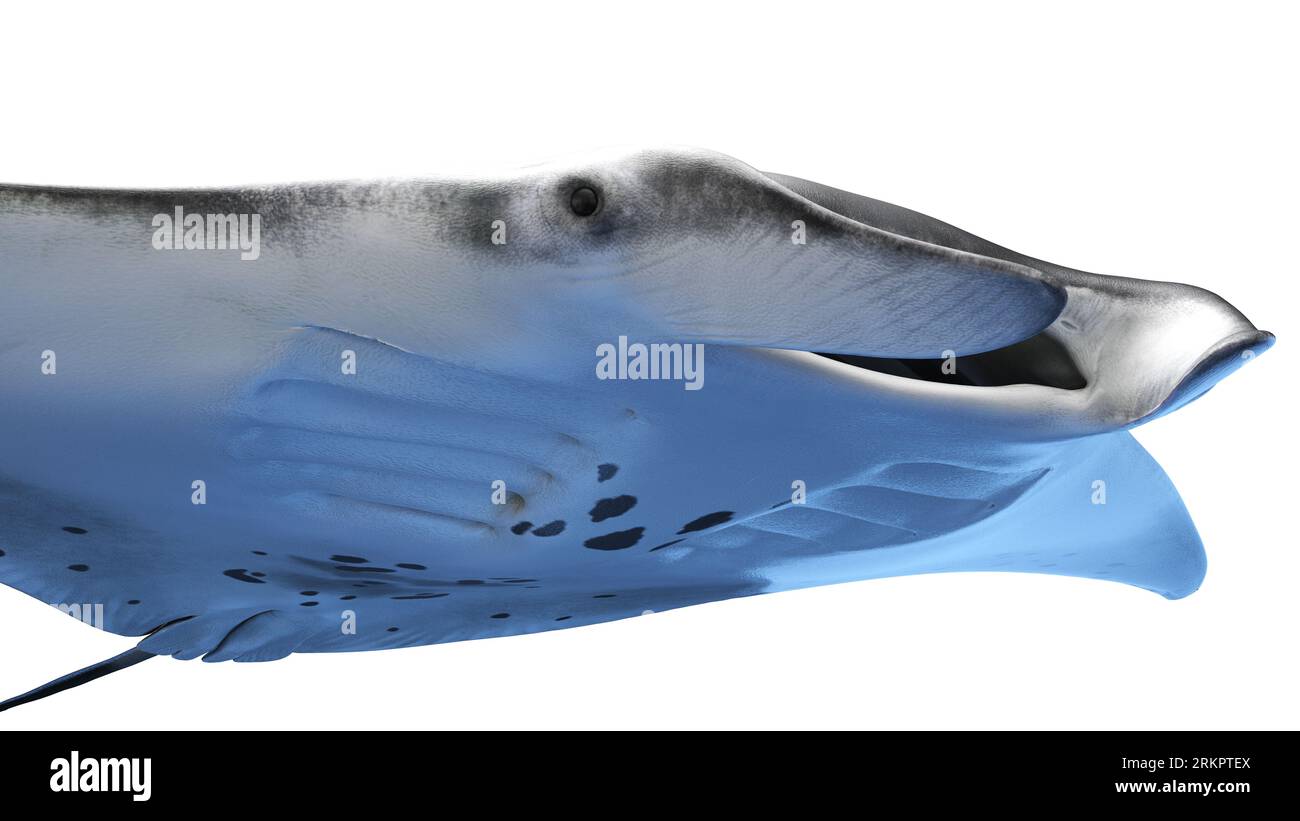 Manta ray, illustration Stock Photo - Alamy
