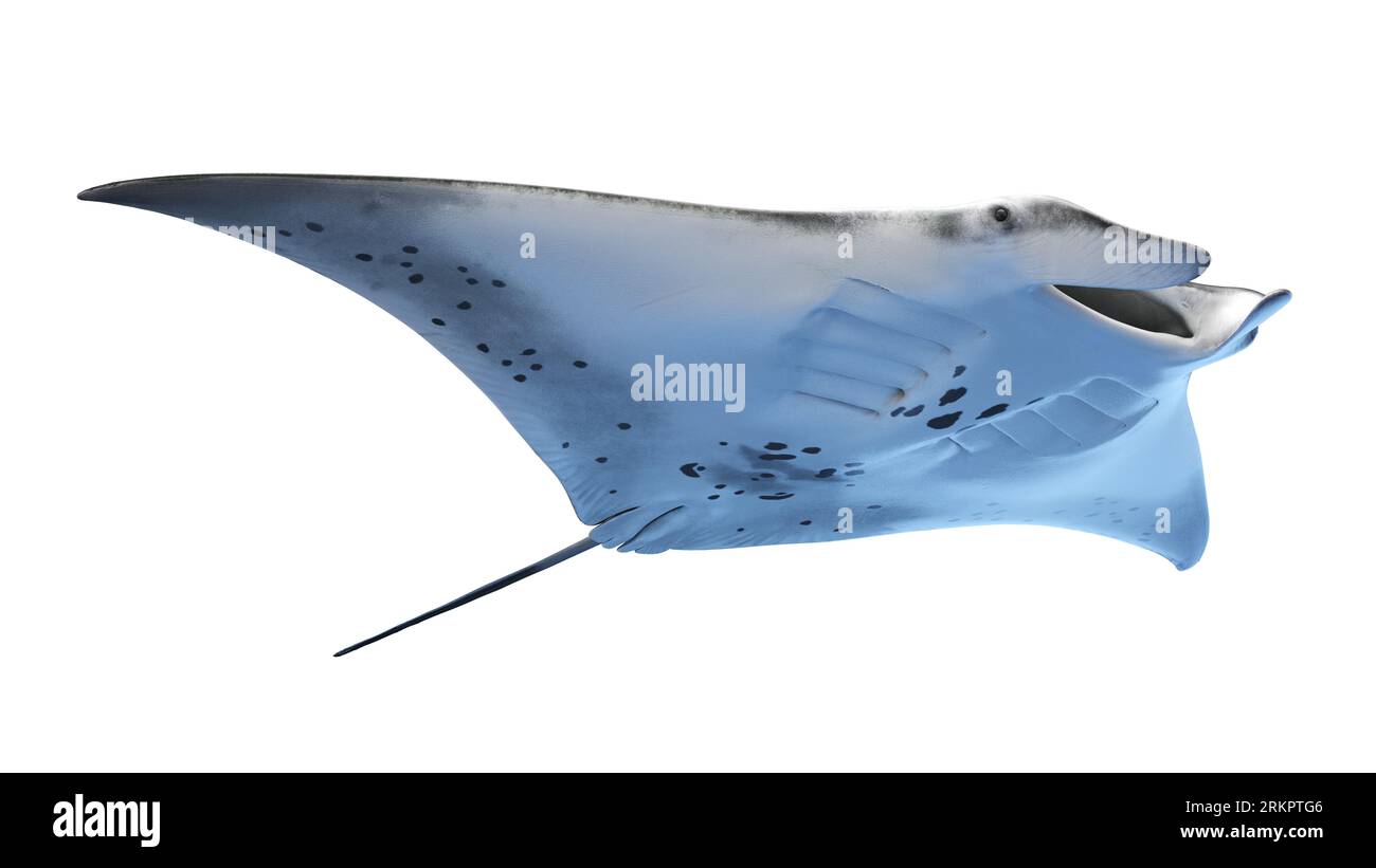 Manta Ray Anatomy Diagram