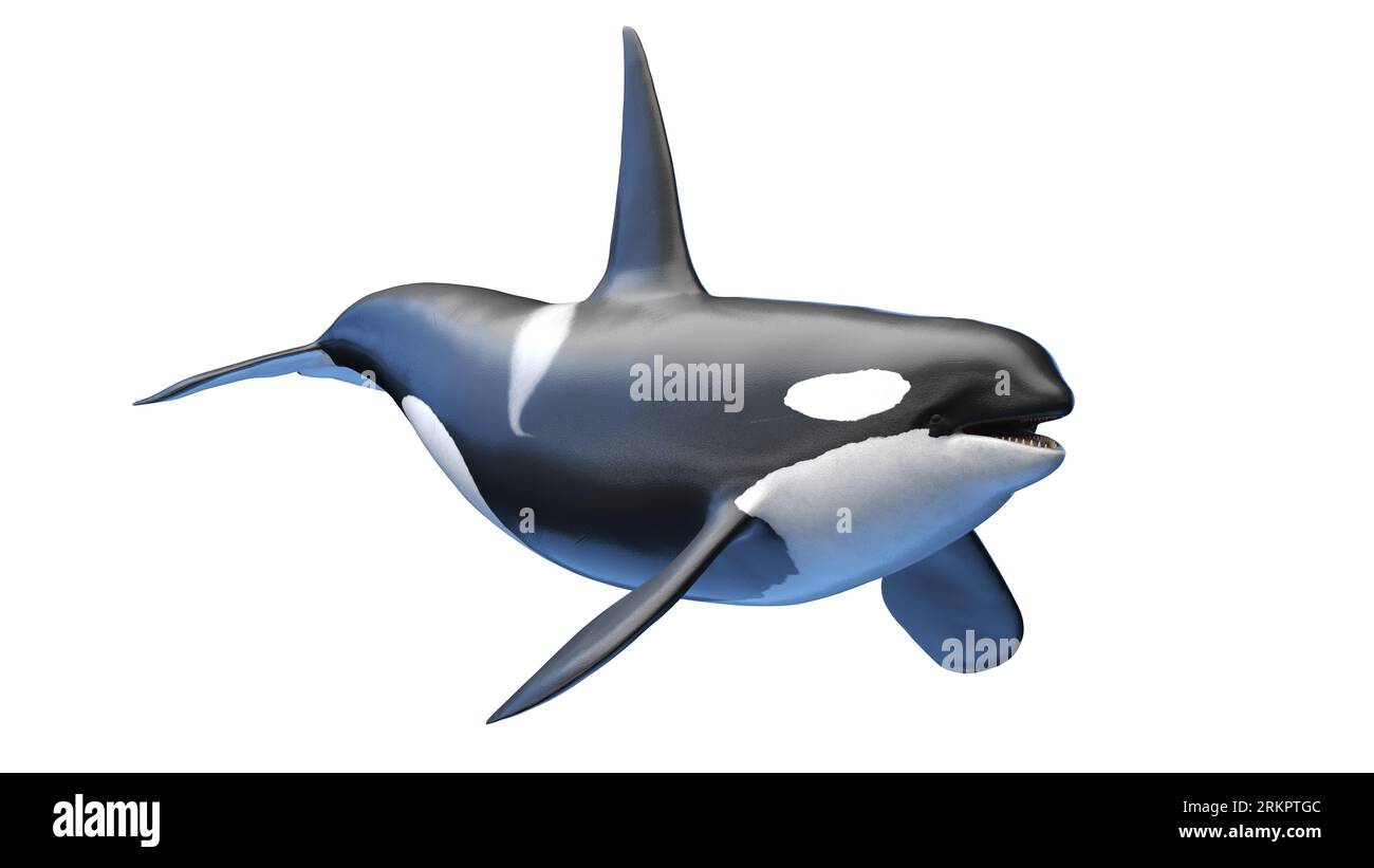 Killer whale, illustration Stock Photo - Alamy