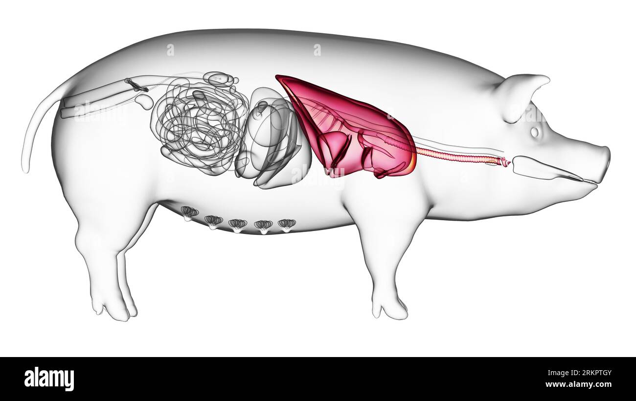 Pig lung, illustration Stock Photo - Alamy