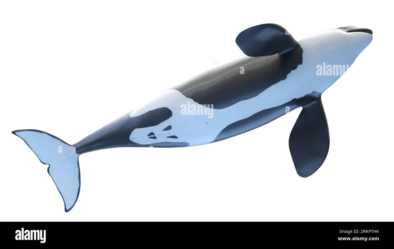 Whale illustration Cut Out Stock Images & Pictures - Alamy