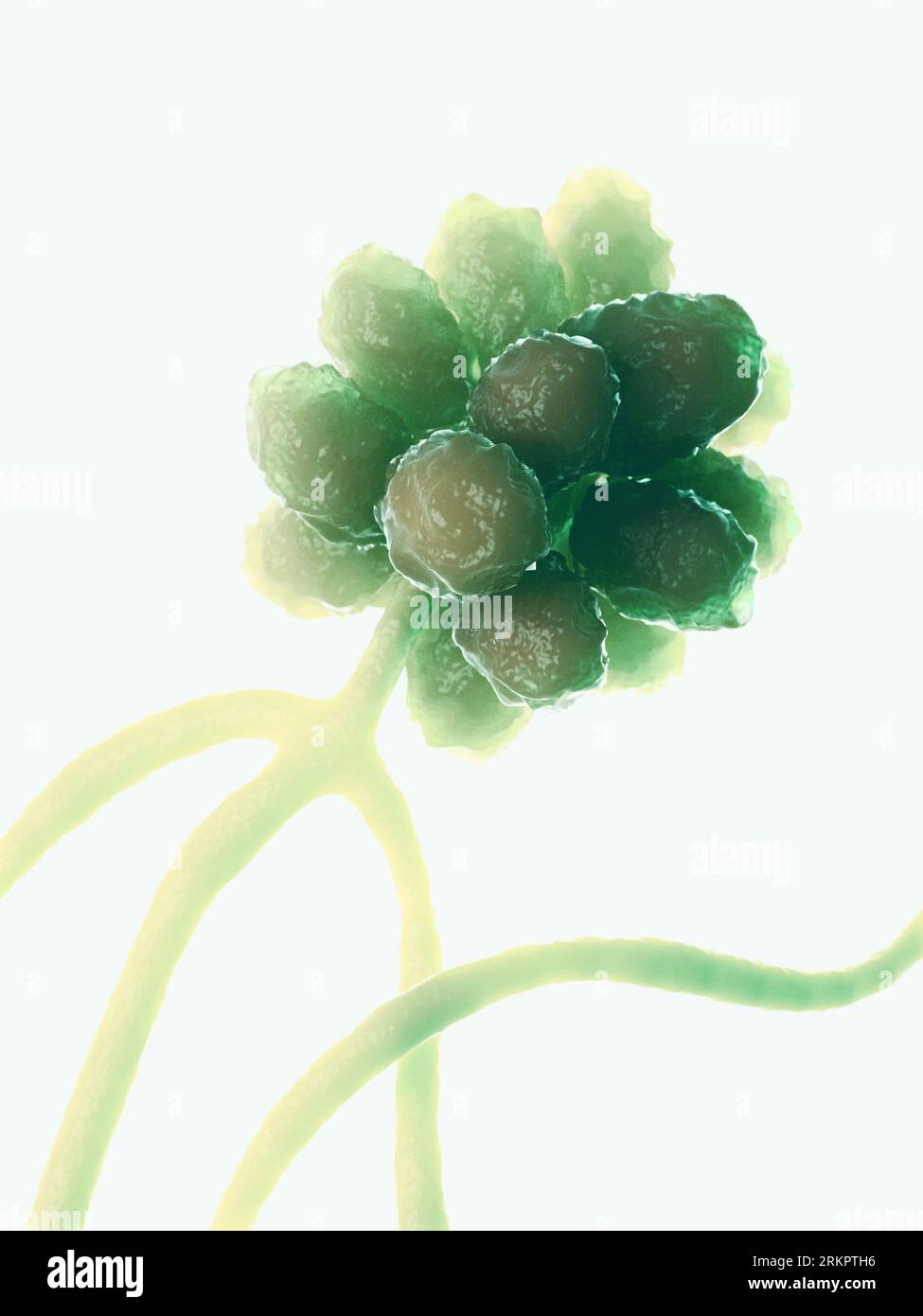 Stachybotrys fungus hi-res stock photography and images - Alamy
