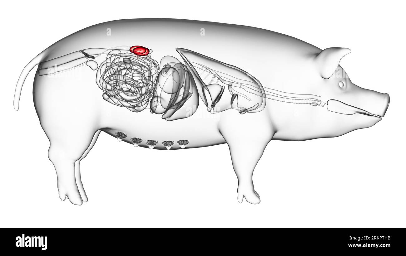 Pig kidneys, illustration Stock Photo - Alamy
