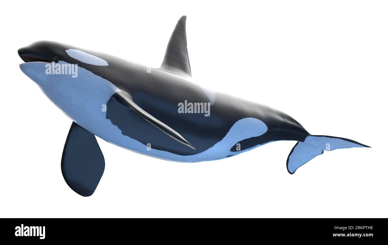 Whale tail illustration hi-res stock photography and images - Alamy