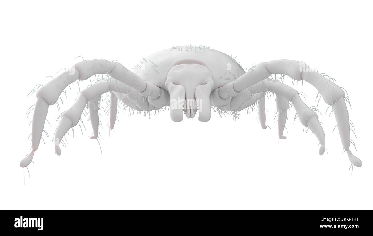 Ixodida tick Cut Out Stock Images & Pictures - Alamy