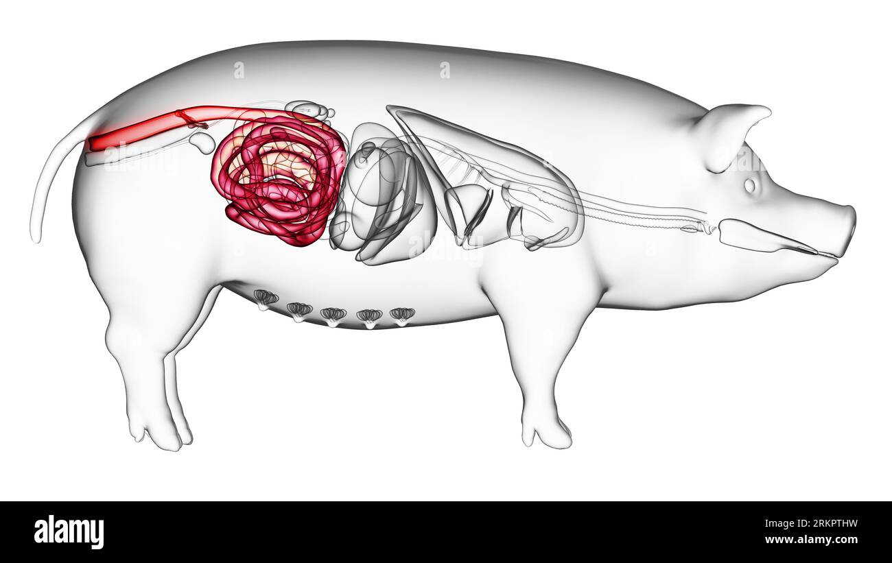Pig Digestive System Diagram