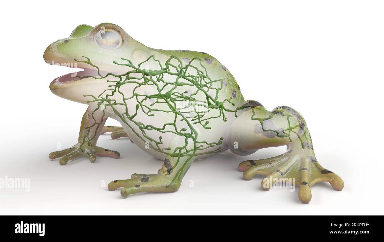 Frog's lymphatic system, illustration Stock Photo - Alamy