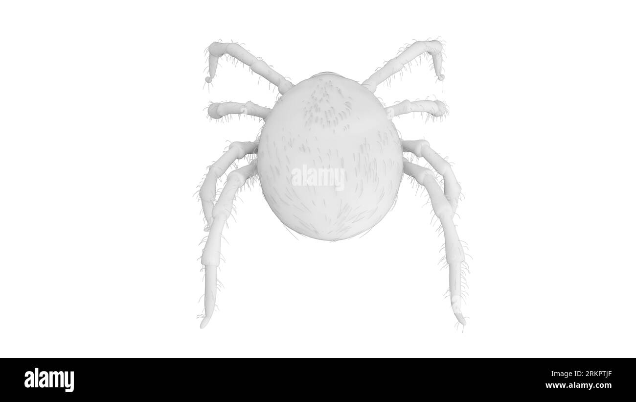 Ticks tick Black and White Stock Photos & Images - Alamy