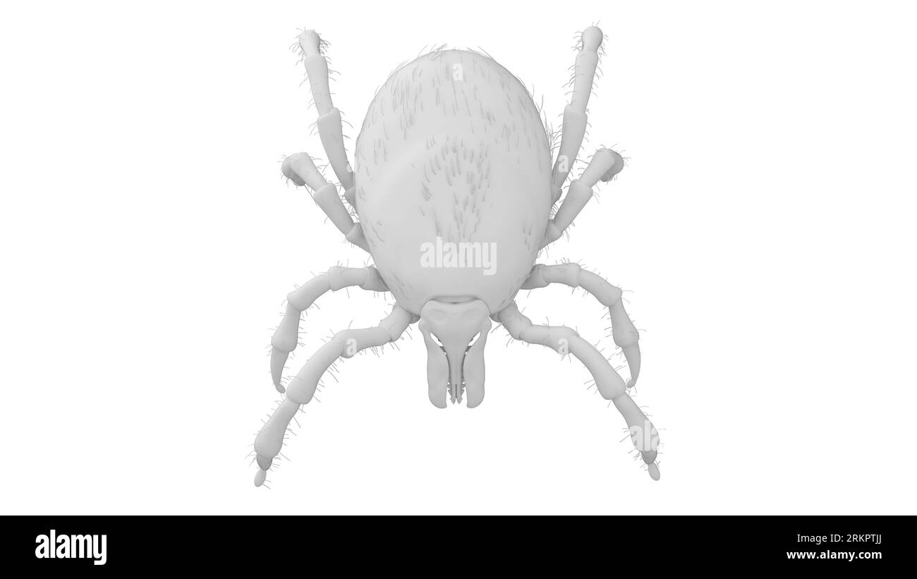 Ixodida tick Black and White Stock Photos & Images - Alamy