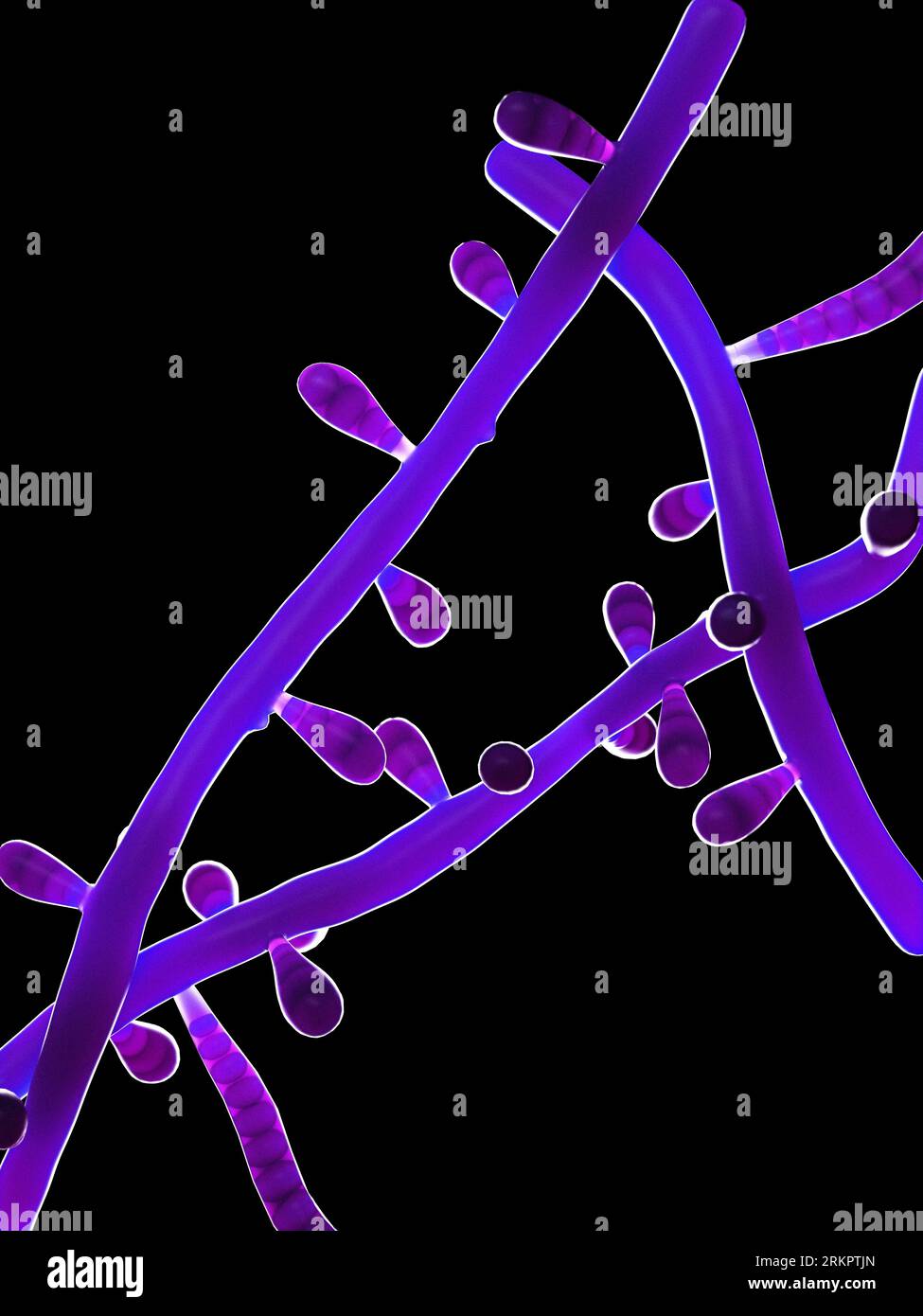Trichophyton mould hi-res stock photography and images - Alamy
