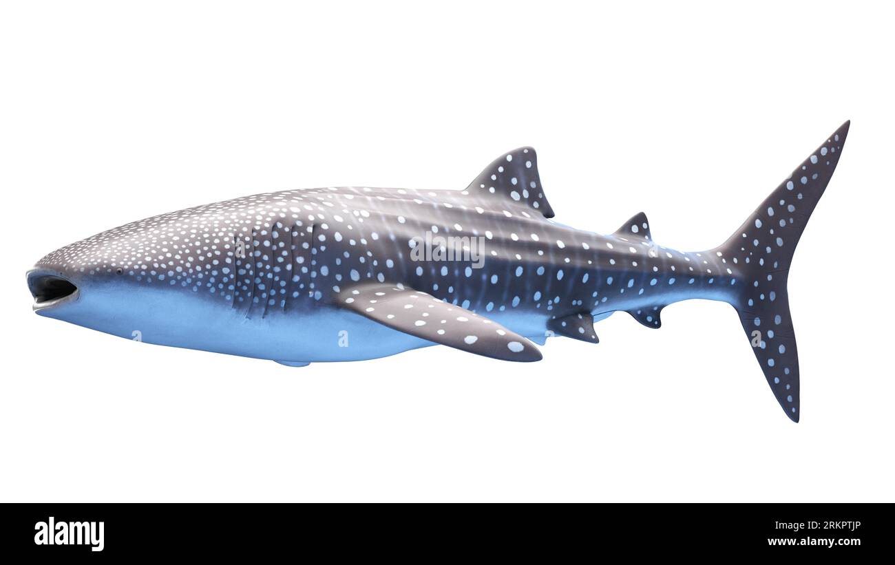 Whale shark, illustration Stock Photo - Alamy