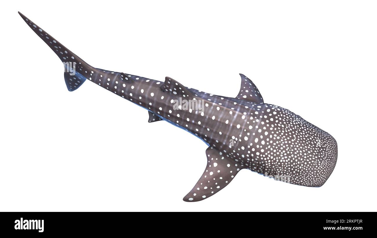 Whale shark rhincodon typus illustration hi-res stock photography and ...
