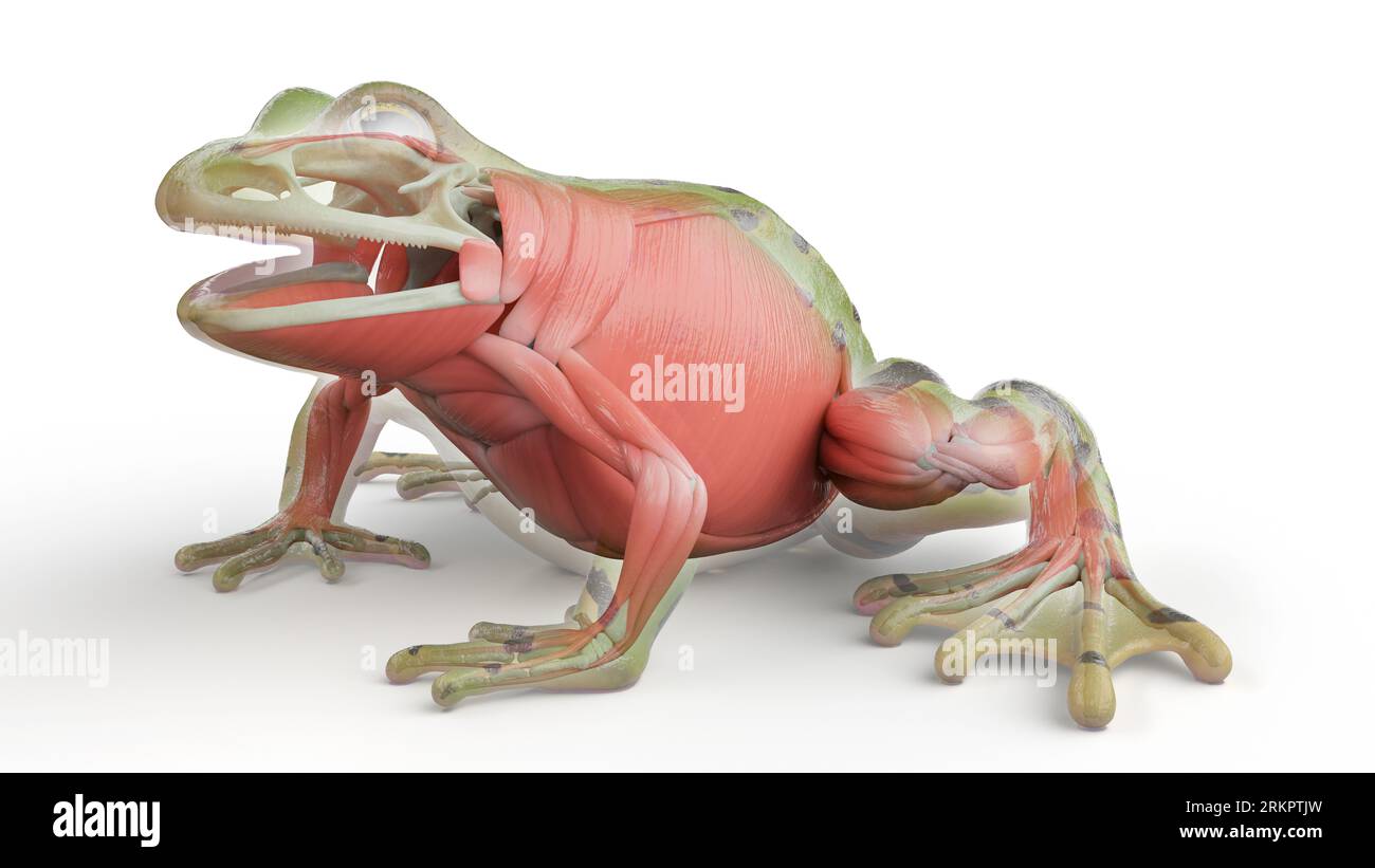Frog's muscular system, illustration Stock Photo - Alamy