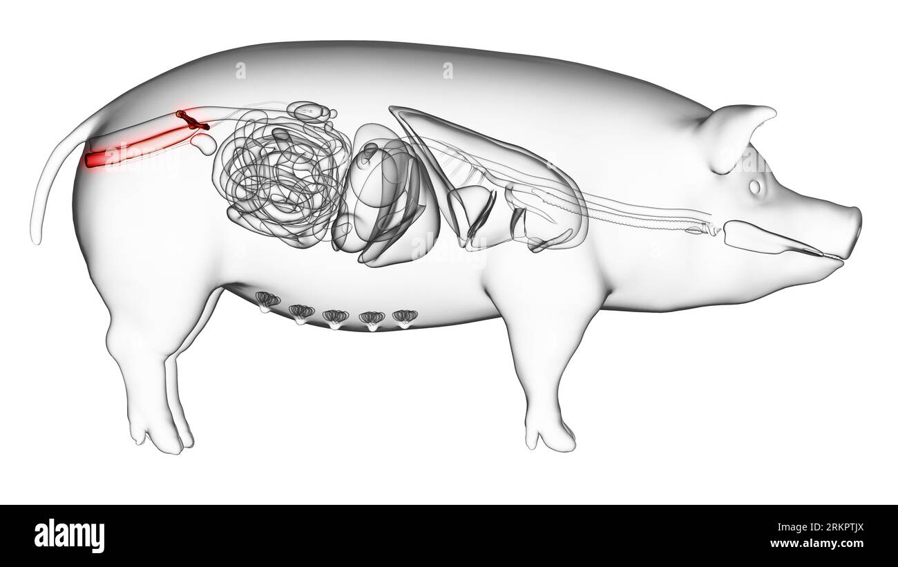 Pig uterus, illustration Stock Photo - Alamy Pig uterus, illustration Stock Photo - Alamy