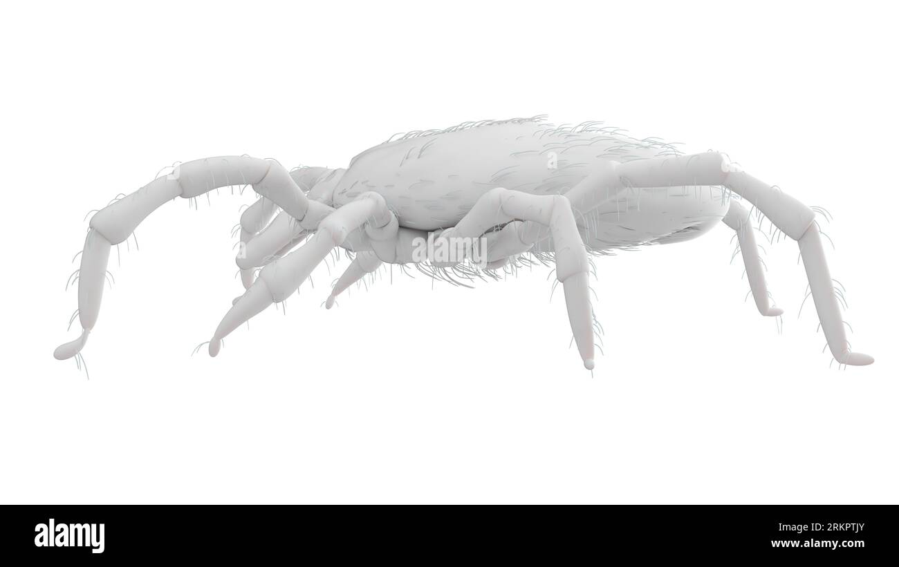 Ticks tick Cut Out Stock Images & Pictures - Alamy