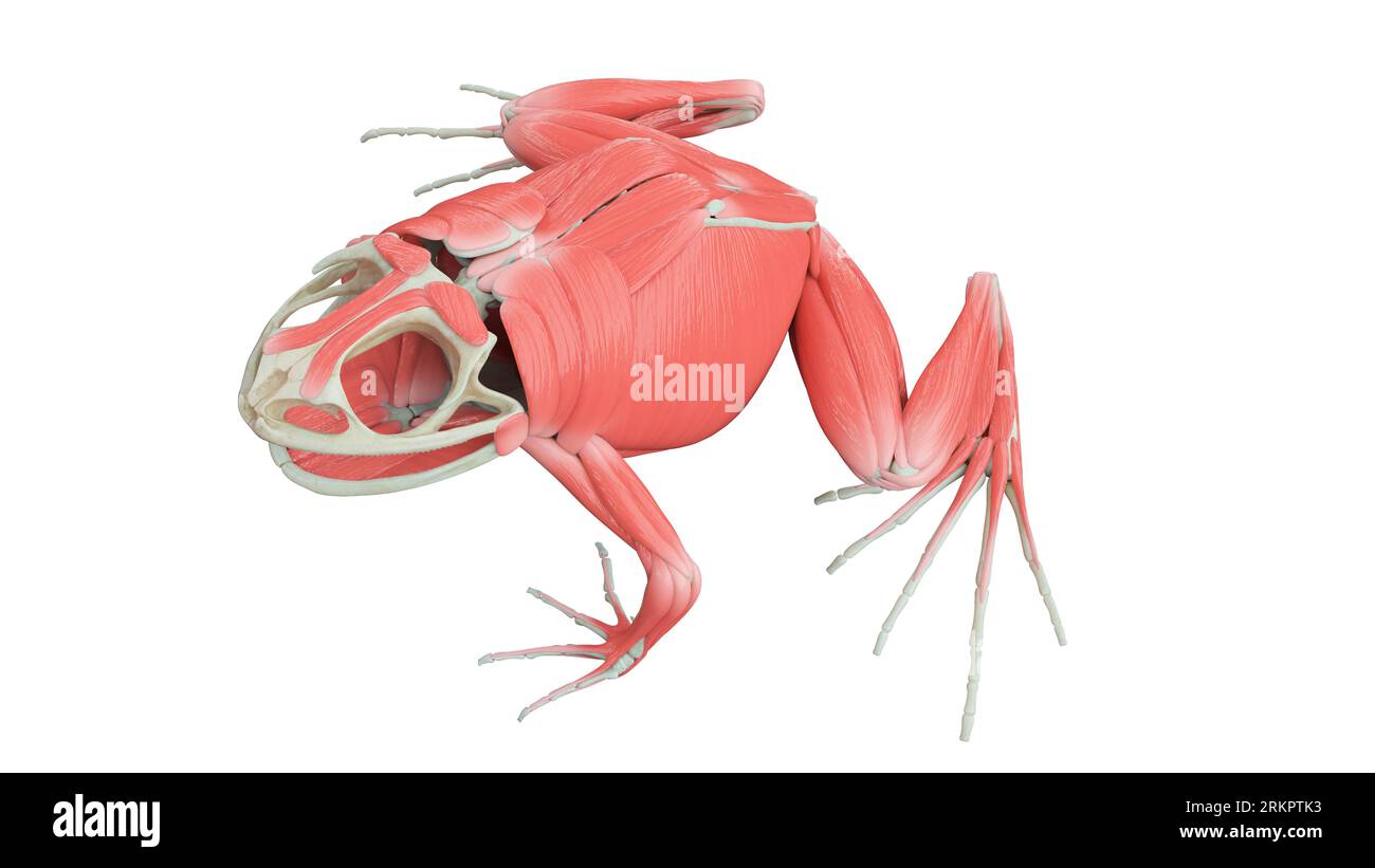 Frog Muscle Dissection A Laboratory Guide To Frog Anatomy