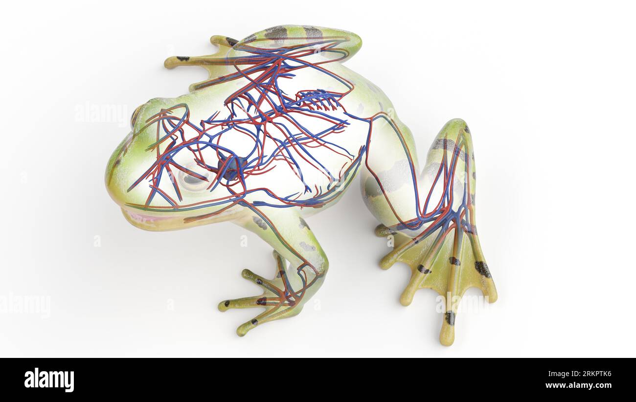 Frog's cardiovascular system, illustration Stock Photo - Alamy