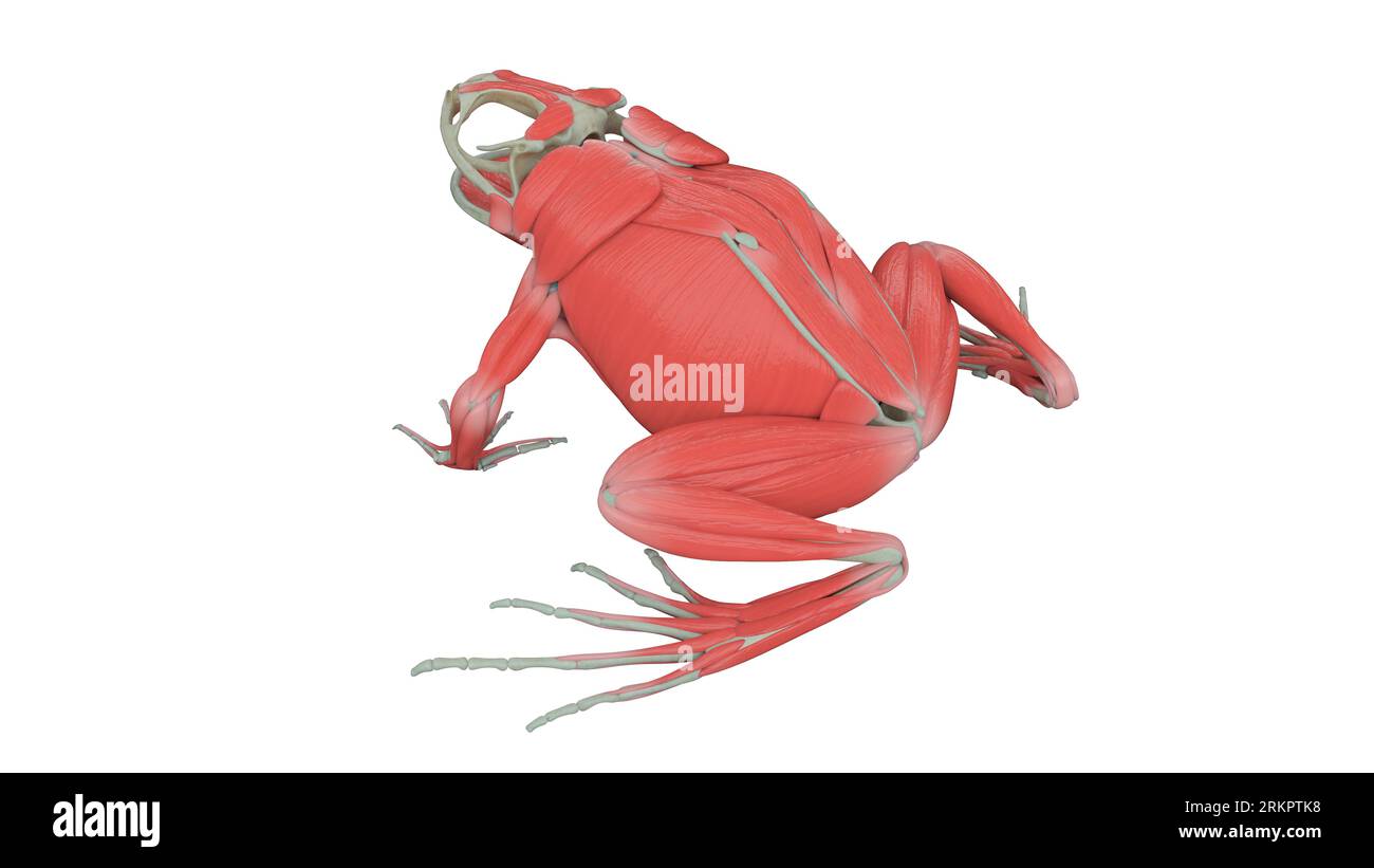Frog Muscle Dissection A Laboratory Guide To Frog Anatomy