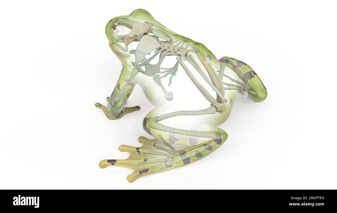 Frog's skeletal system, illustration Stock Photo - Alamy