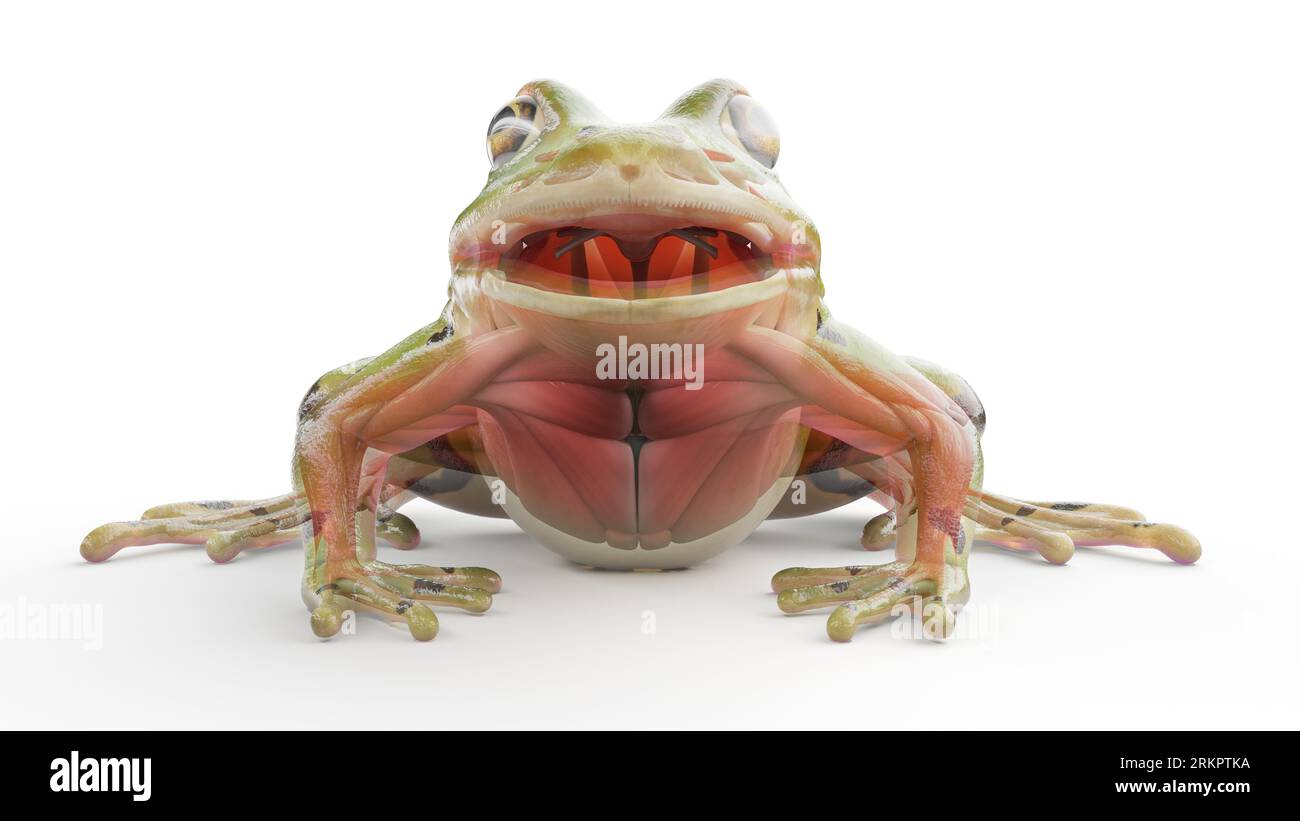 Frog's muscular system, illustration Stock Photo - Alamy