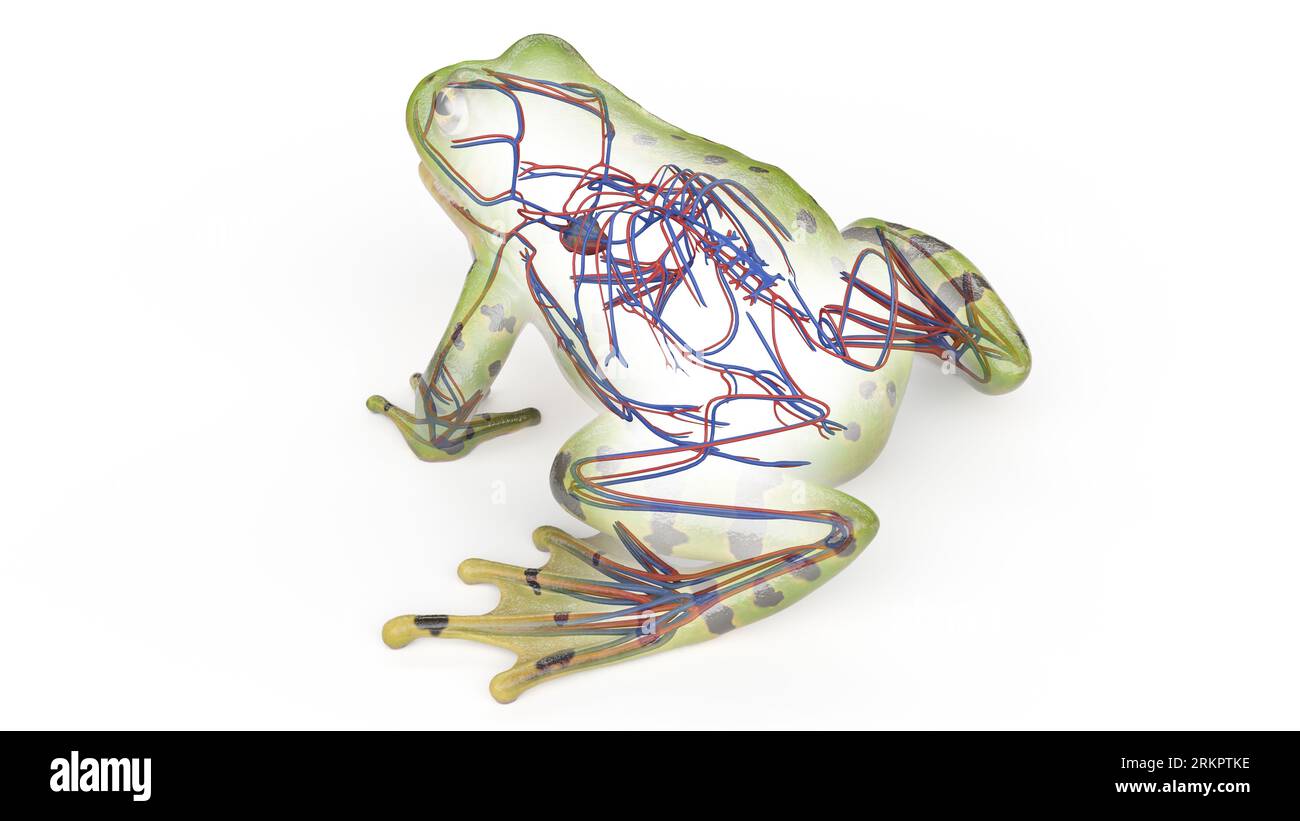 Frog's cardiovascular system, illustration Stock Photo - Alamy