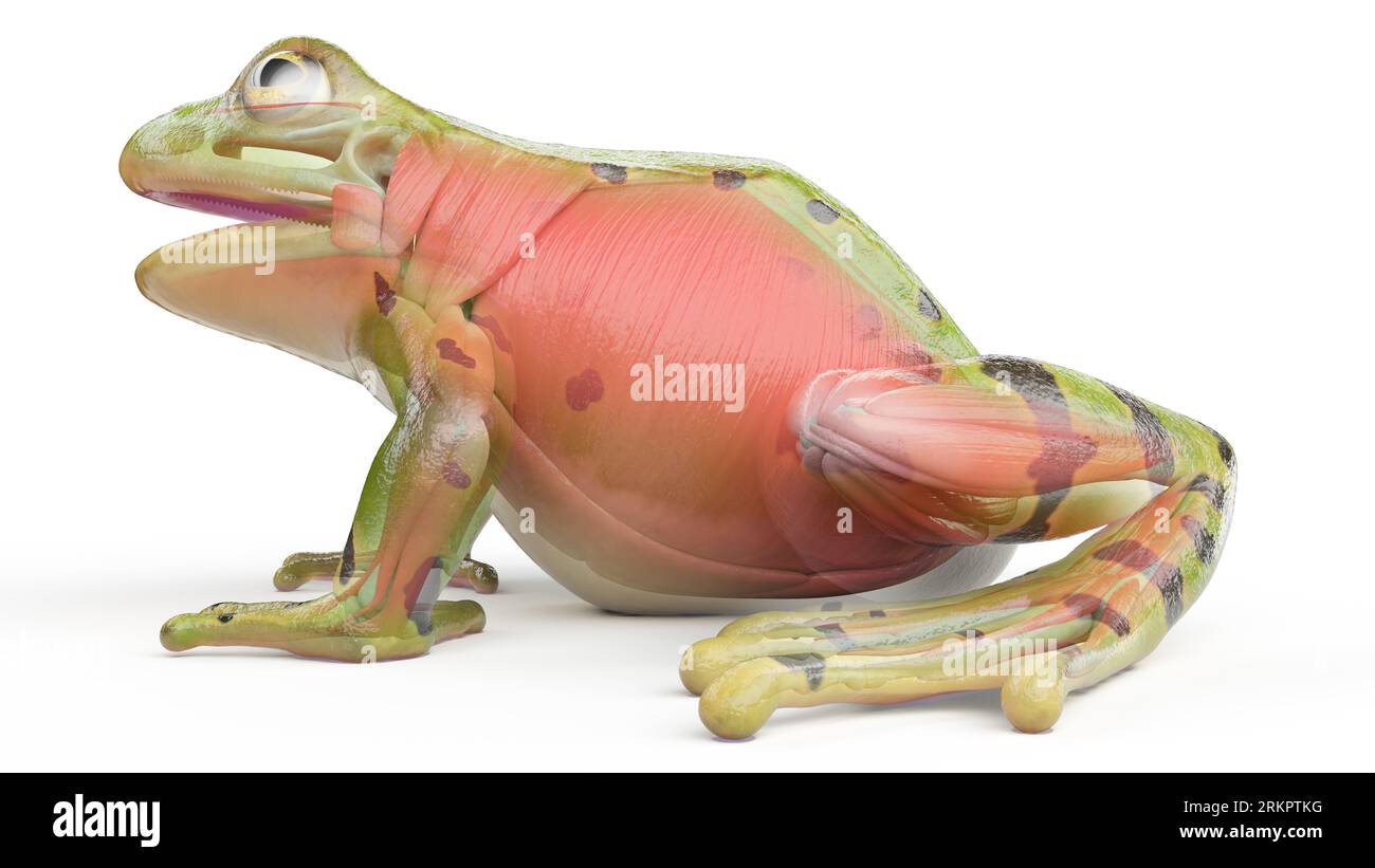 Frog muscles hi-res stock photography and images - Alamy