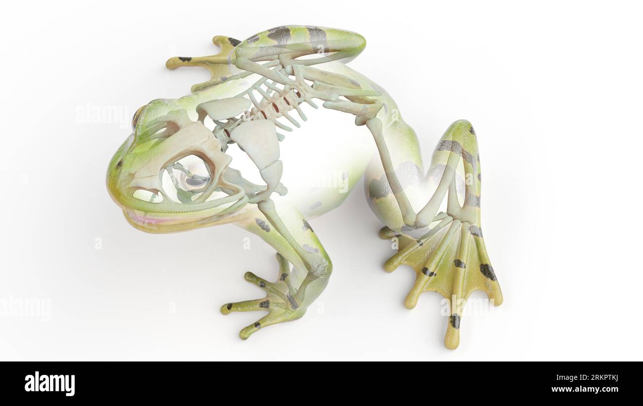 Ischium Frog
