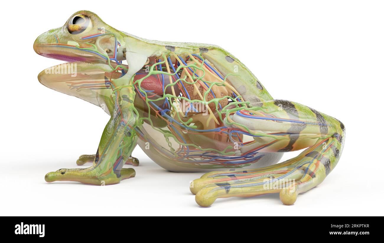 Frog's internal organs, illustration Stock Photo - Alamy