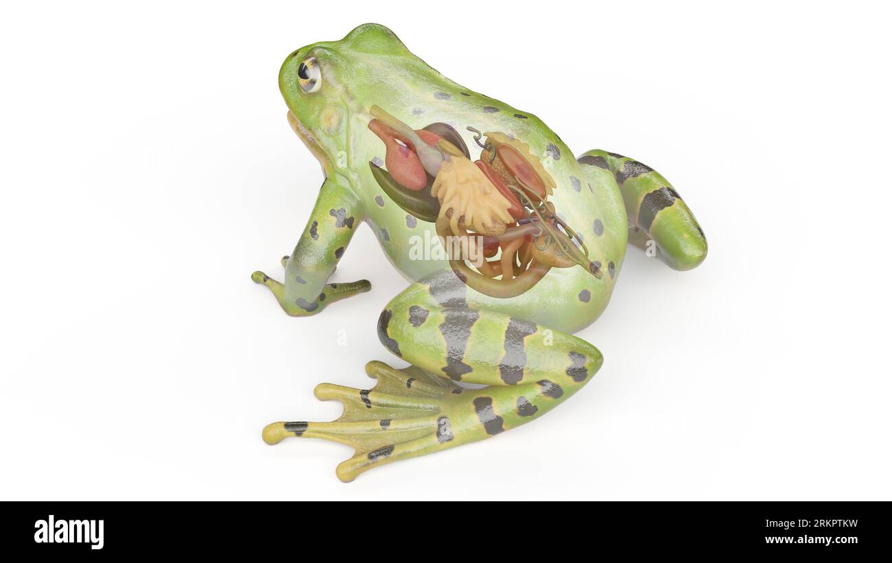 Frogs internal organs hi-res stock photography and images - Alamy