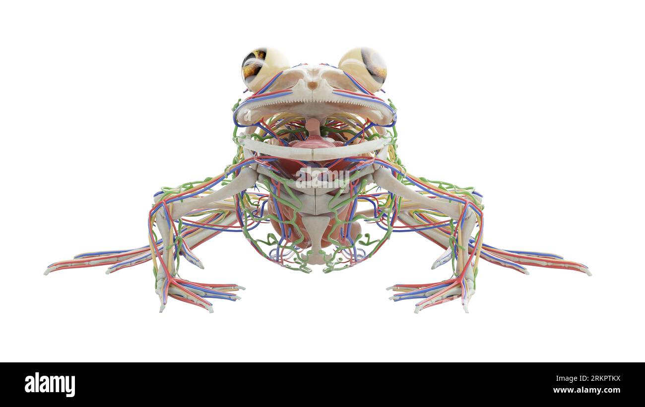 Diagram Of Frog Internal Anatomy