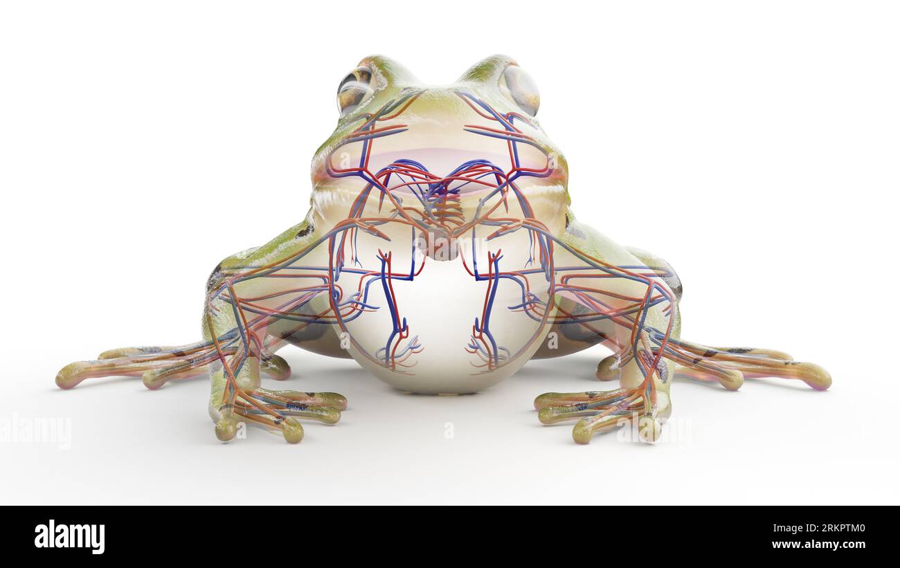 Frog's cardiovascular system, illustration Stock Photo - Alamy
