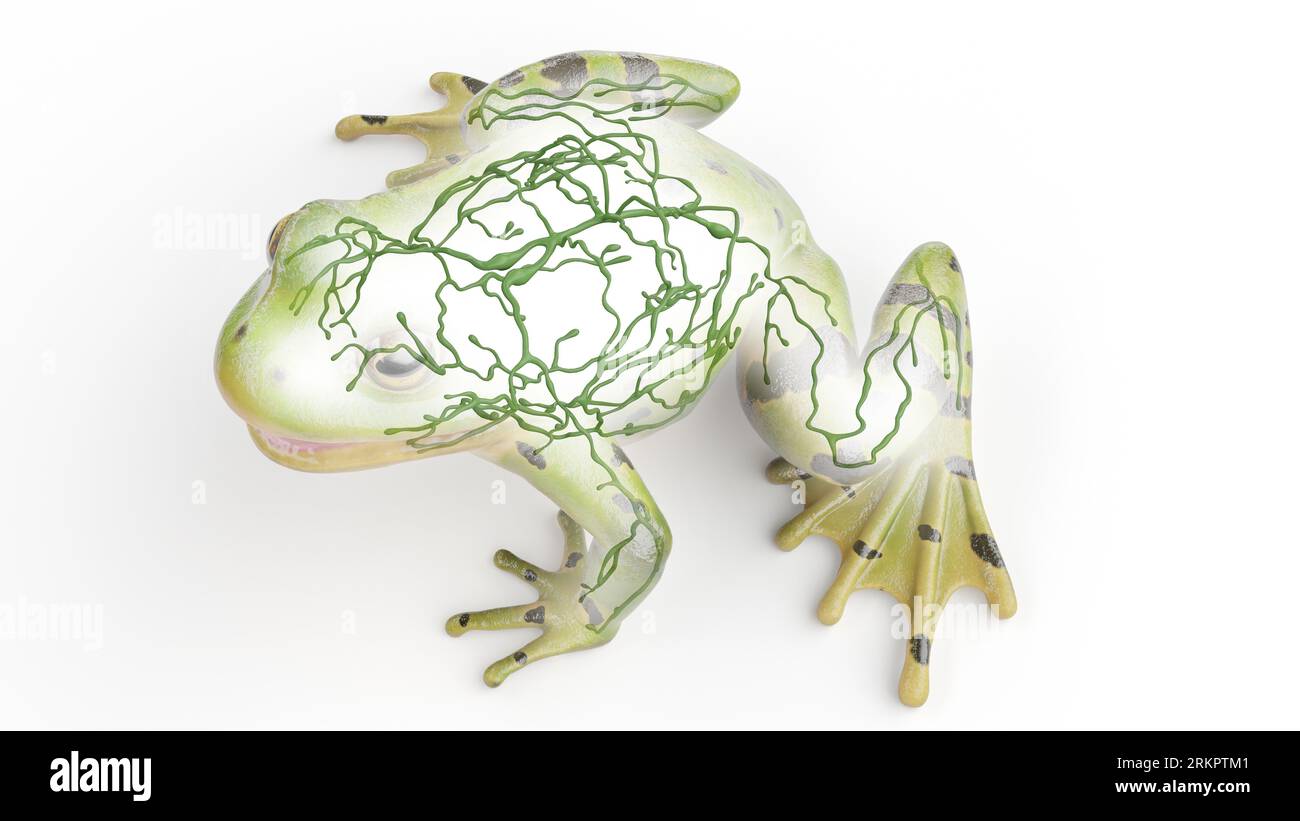 Frog's lymphatic system, illustration Stock Photo - Alamy