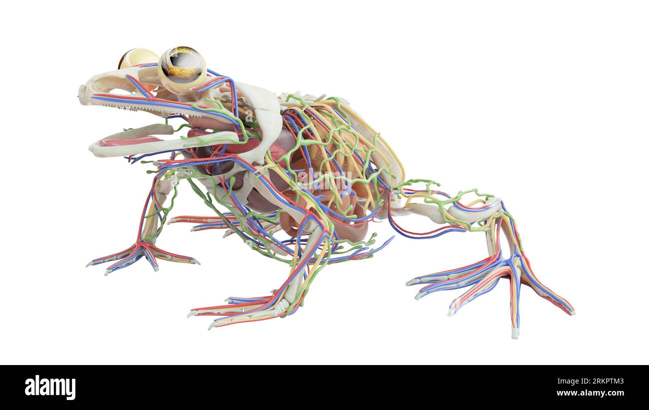 Frog's internal organs, illustration Stock Photo - Alamy