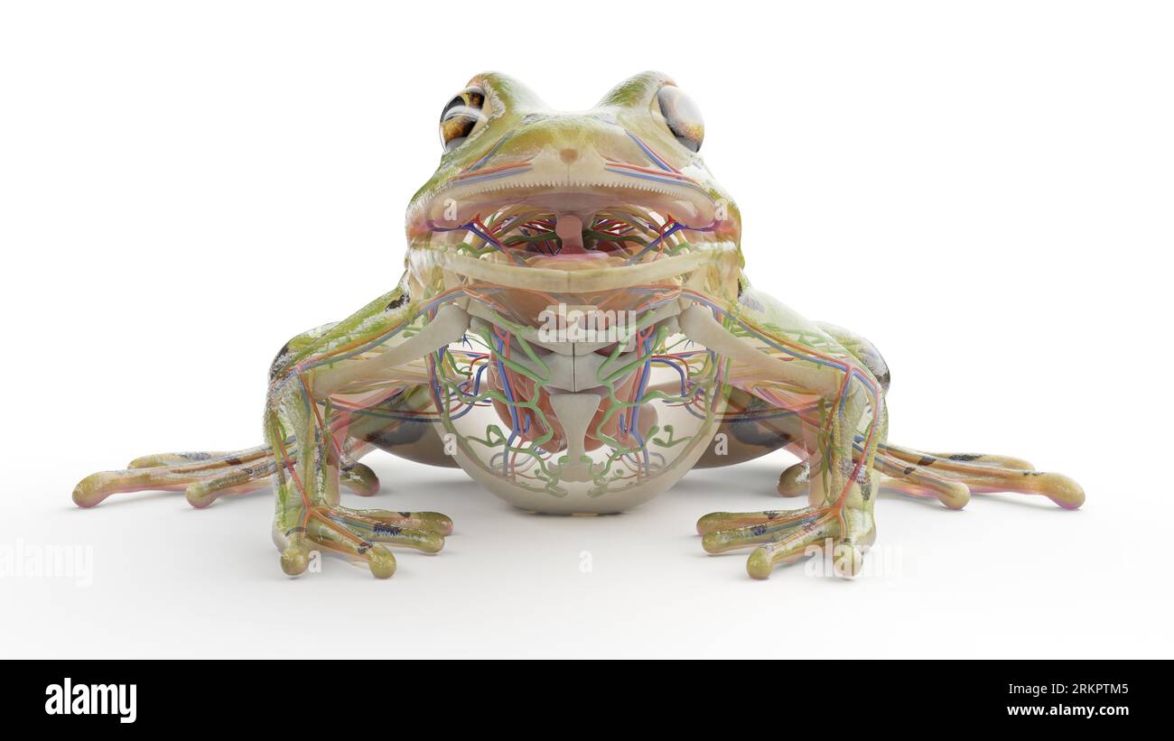 Frog's internal organs, illustration Stock Photo - Alamy