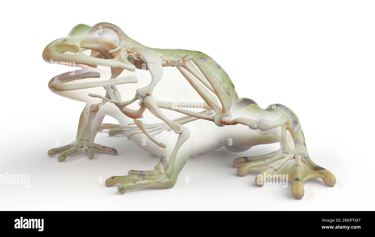 Frog skeleton Cut Out Stock Images & Pictures - Alamy