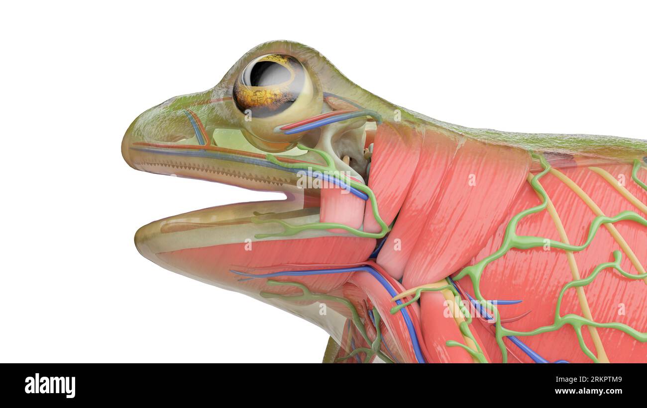 Frog's muscular system, illustration Stock Photo - Alamy
