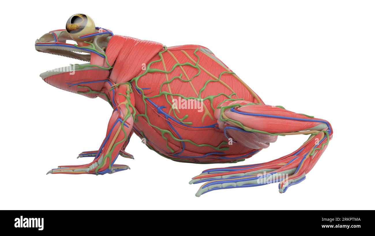 Muscular System Of A Frog
