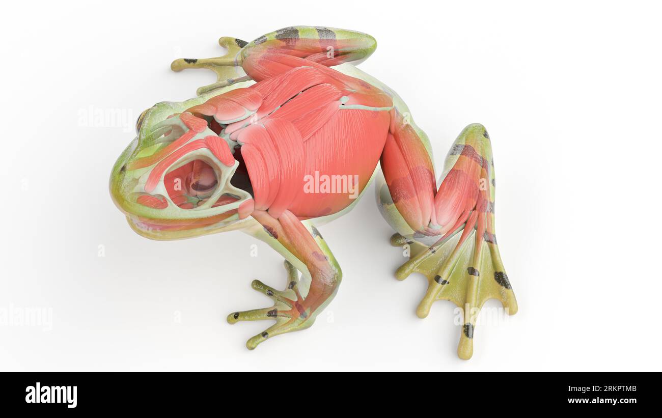 Frog Muscle Dissection A Laboratory Guide To Frog Anatomy