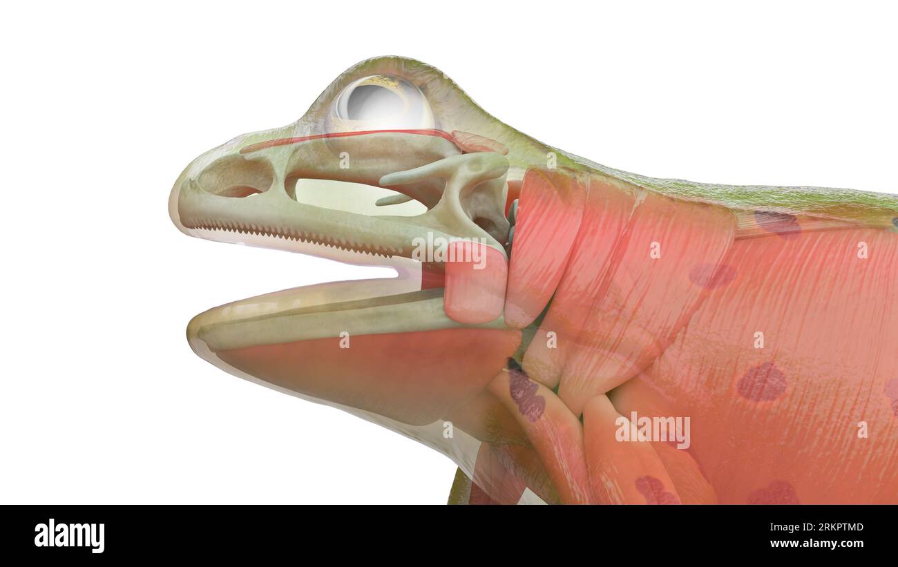 Frog's muscular system, illustration Stock Photo - Alamy