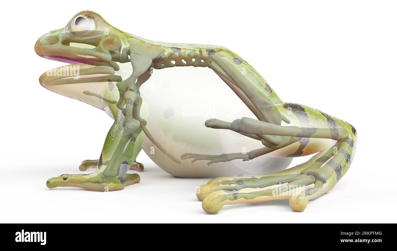 Frog's skeletal system, illustration Stock Photo - Alamy