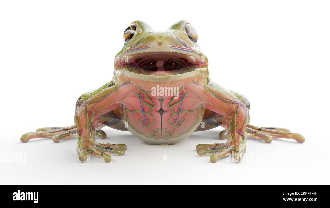 Frog's muscular system, illustration Stock Photo - Alamy