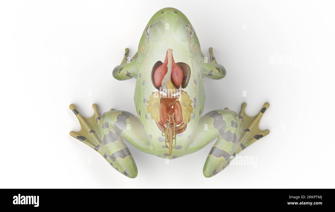 Frogs internal organs hi-res stock photography and images - Alamy