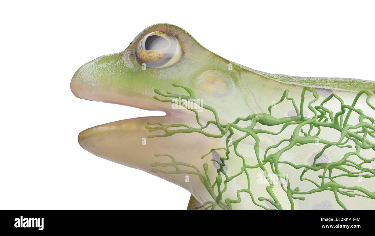 Frog's lymphatic system, illustration Stock Photo - Alamy