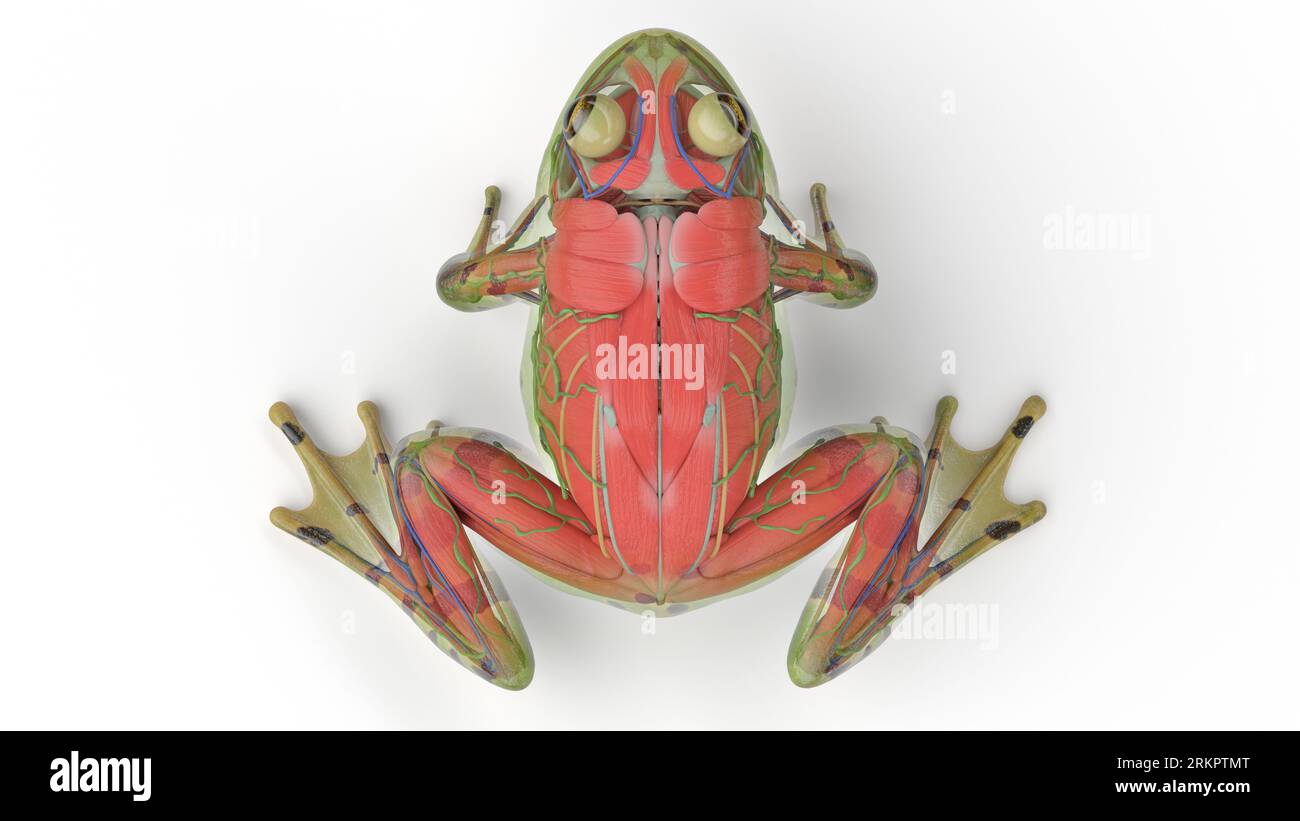 Frogs lymphatic system hi-res stock photography and images - Alamy