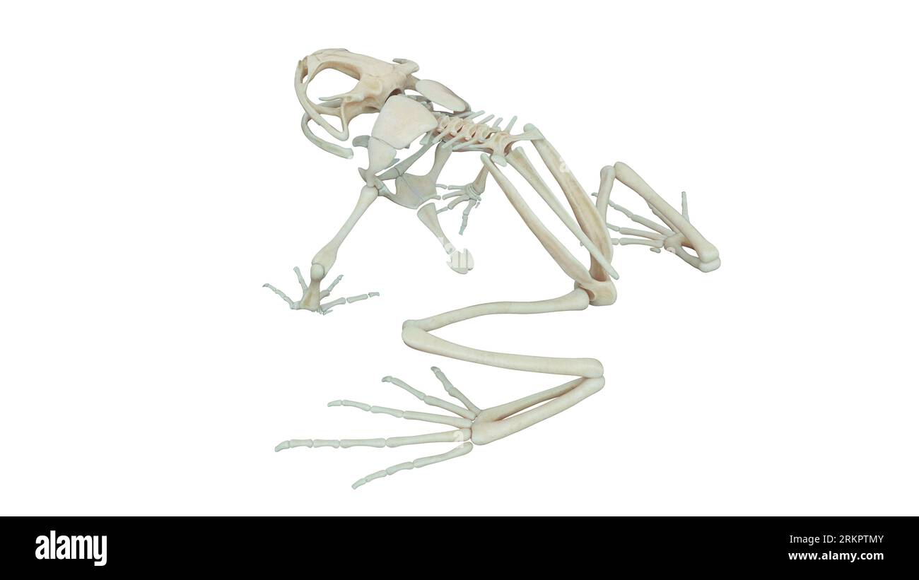 Frog's skeletal system, illustration Stock Photo - Alamy