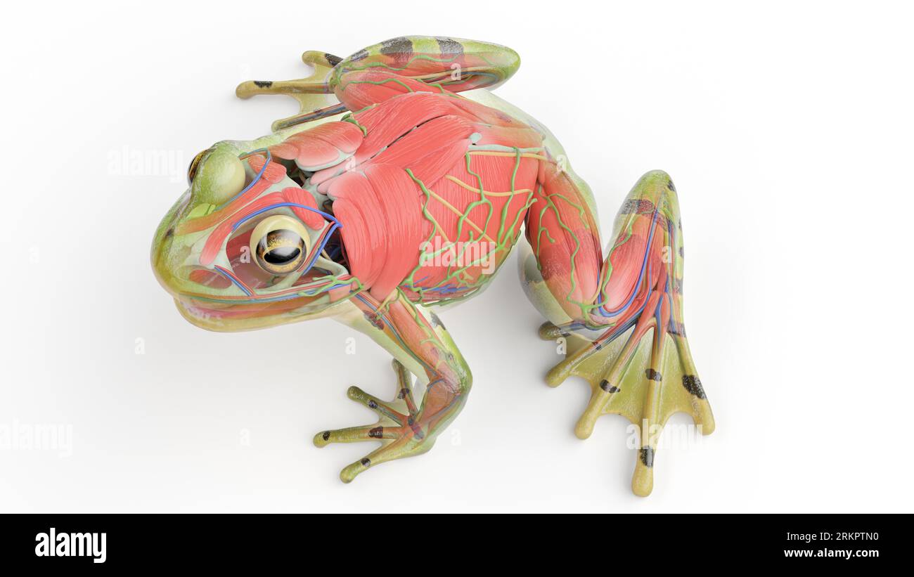 Muscular System Of A Frog