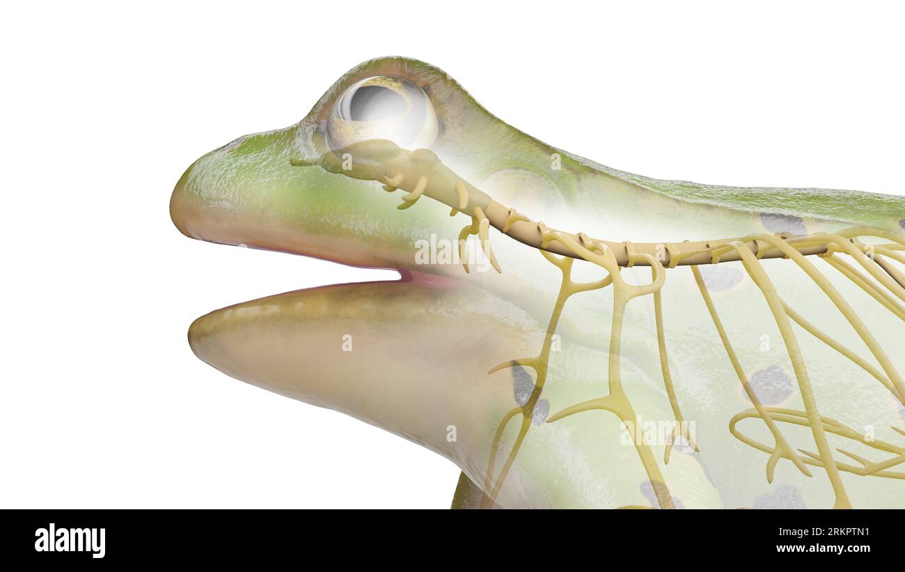 Frog's nervous system, illustration Stock Photo - Alamy